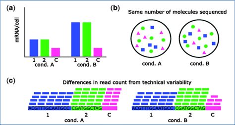 Understanding The Link Between Rna Seq Read Counts And Gene Expression