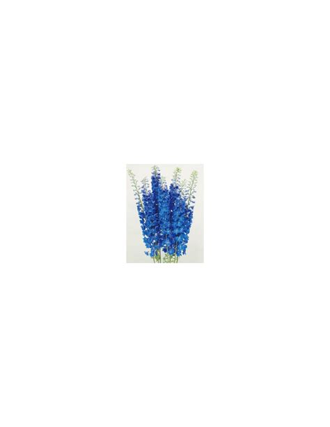 Delphinium Dark Blue Triton 120 Stems