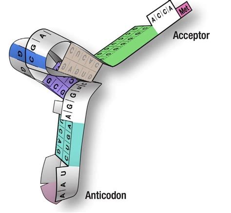 National Did You Know That Rna Can Fold Into Different Shapes There Are Many Different Types
