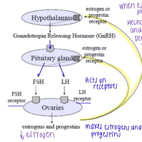 Ie 2 Week 5 Thursday Hormonal Agents Elsaid Flashcards Quizlet