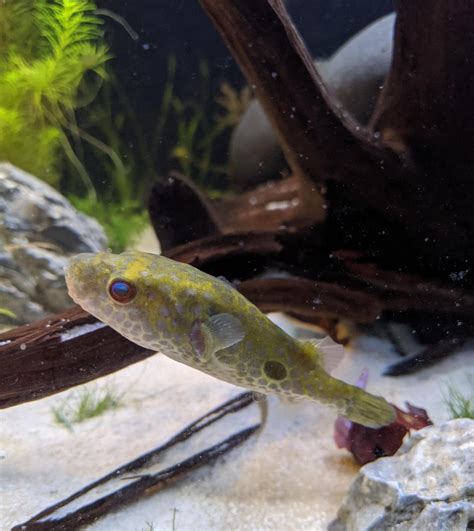 Anyone Know How To Sex A Target Puffer Pao Leiurus Rfishkeeping