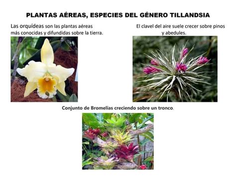 Clases De Plantas Docx