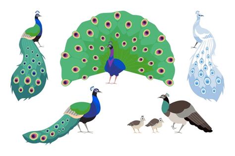 72 Decorative Open Peacock Tail Stock Vectors And Vector Art Shutterstock