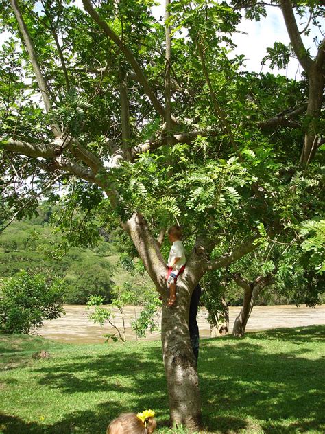 Dsc00079 Arestrepoo Flickr