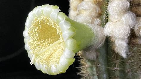 Explained How Key Largo Cactus Species Went Extinct From The Us Knowledge News News9live