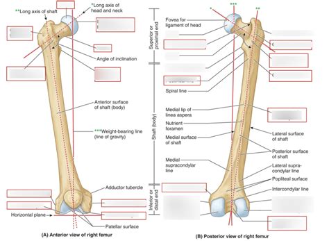 Anatomy Femur Diagram Diagram Quizlet