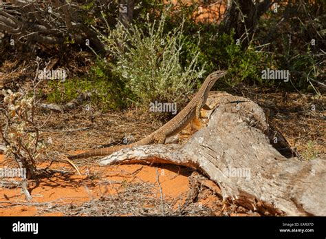 Sand Goanna Varanus Gouldii In Francois Peron Np Wa Australia Stock