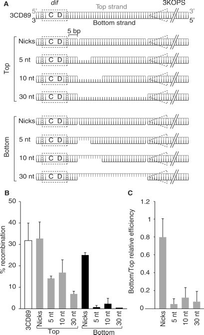Top And Bottom Strand Gaps Affect Recombination Efficiency A Scheme