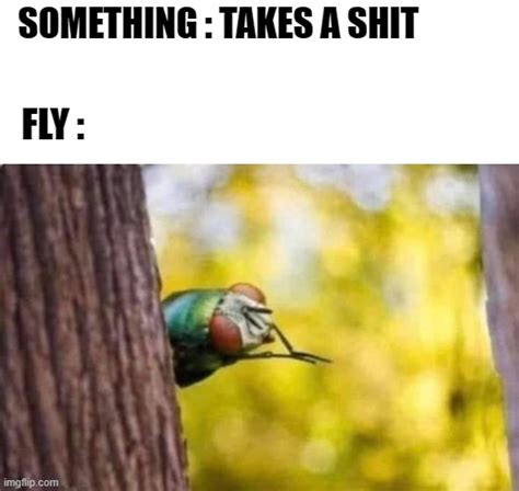 Excited Fly Imgflip