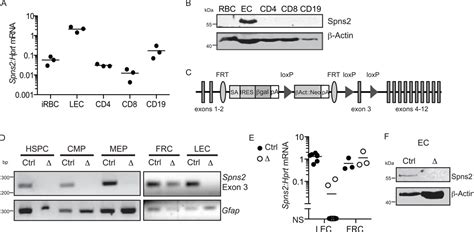 The Transporter Spns2 Is Required For Secretion Of Lymph But Not Plasma