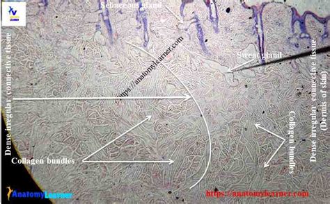 Dense Irregular Connective Tissue Description Of Histology From Slide