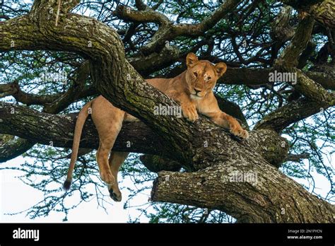 Lion Panthera Leo In A Tree Ndutu Conservation Area Serengeti