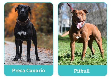 Presa Canario Confronta Pitbull Presa Canario Vs Pitbull Nunca Pudo