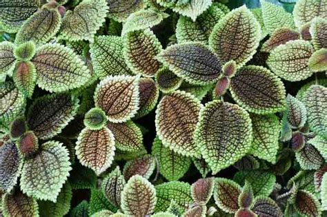 Pilea Best Varieties Care And Grow Guide