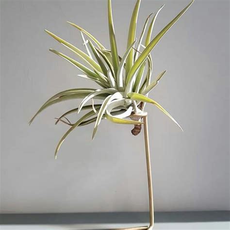 Plantas De Aire Macarena L Pez Matute