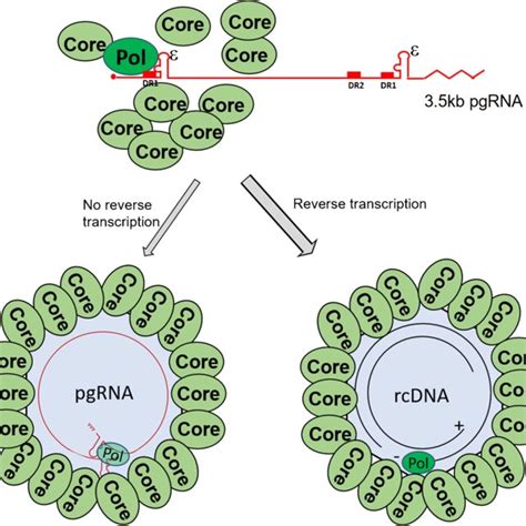 Hbv Rna Species And Dna Templates In Hepatocytes A Hbv Cccdna In The
