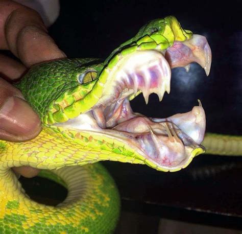 Green Tree Python Teeth Seriously Astounding Facts About The Green