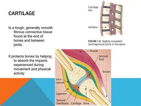 Joints Structure And Classification Pptx Joints Structure And Classification Pptx