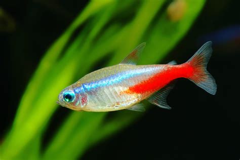Neon Tetra Paracheirodon Innesi A Real Living Jewel In Your Aquarium