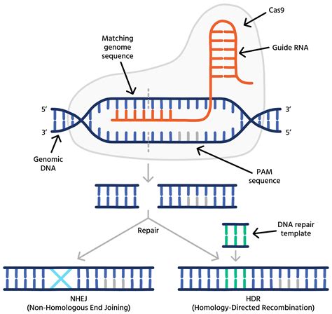 Crispr Cas9 Gene Editing Iota Sciences