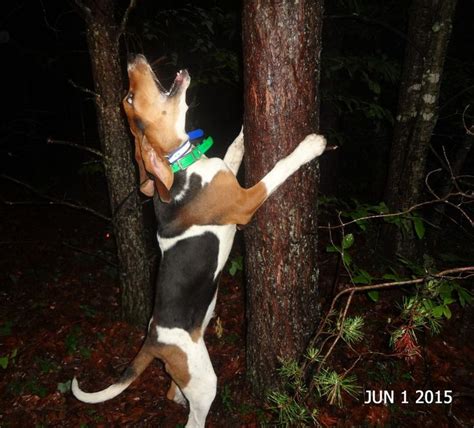 Treeing Walker Coonhound Treeing Walker Coonhound Walker Hound Redbone Coonhound