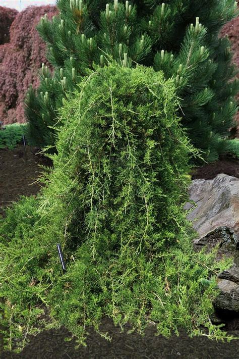 Buy Weeping Virginia Juniper Wilson Bros Gardens Free Shipping