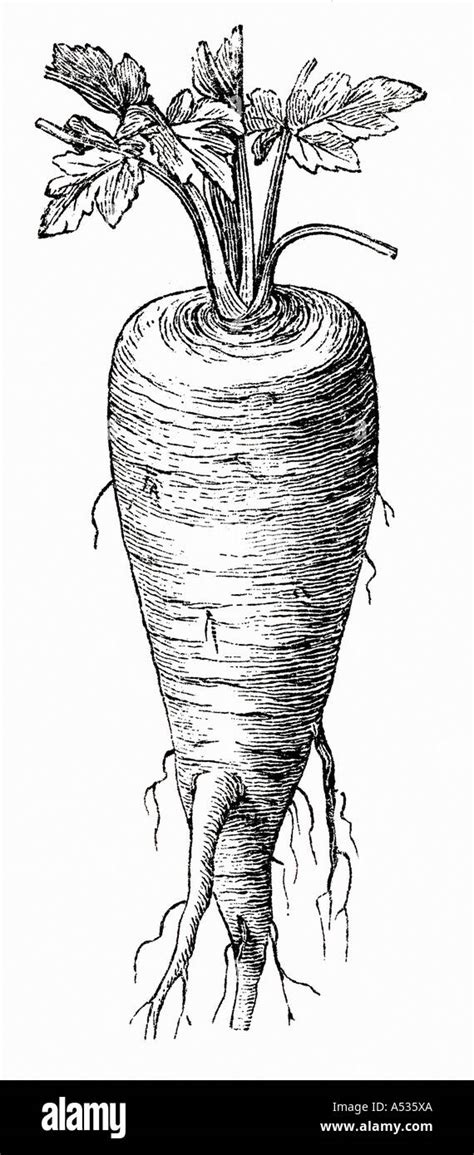 Parsnip Illustration Hi Res Stock Photography And Images Alamy