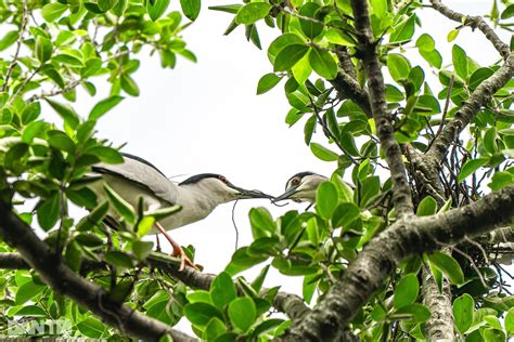 Hồ Gươm trong xanh Đất lành chim đậu Báo Dân trí