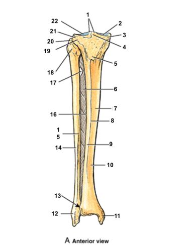 Tibia Bony Features Anterior View Flashcards Quizlet