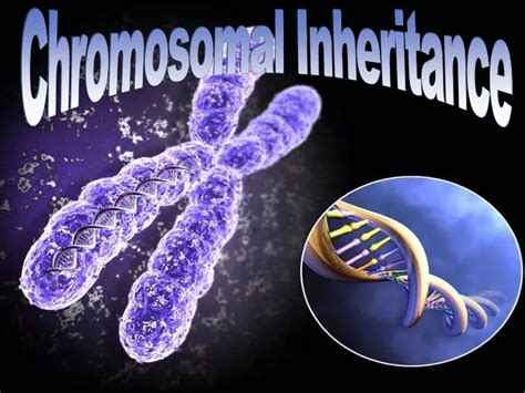 Ppt Chromosomal Inheritance Powerpoint Presentation Free Download