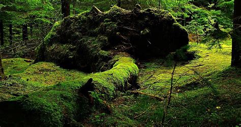 Talking Trees How Trees Communicate And Care For Each Other