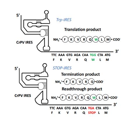 Coding Sequences Of Trp Ires And Stop Ires 621 Download Scientific
