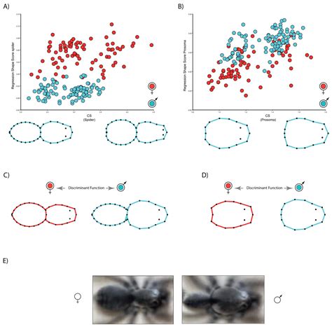 Geometric Morphometrics Reveals Sex Differential Shape Allometry In A