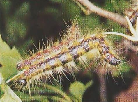 벚나무에서 빈번히 발생해 잎 식해하는 해충