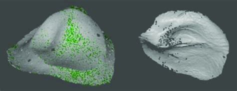 Front And Back Face Scan Download Scientific Diagram