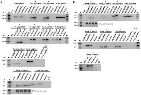 Comparative Transcriptome Analysis Reveals Novel Candidate Resistance Genes Involved In Defence