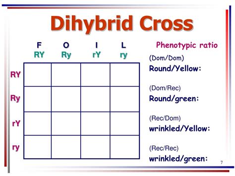 ppt inheritance of two traits dihybrid crosses powerpoint