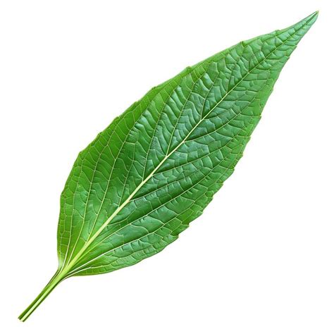 Premium Photo Isolated Desert Echinacea Leaf With Lance Shaped Leaf
