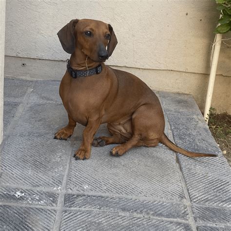 Meet My Dachshund Jocha R Dachshund