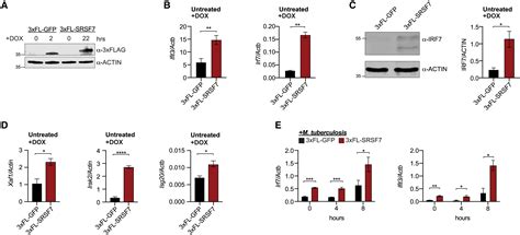 Serine Arginine Rich Splicing Factor 7 Promotes The Type I Interferon Response By Activating