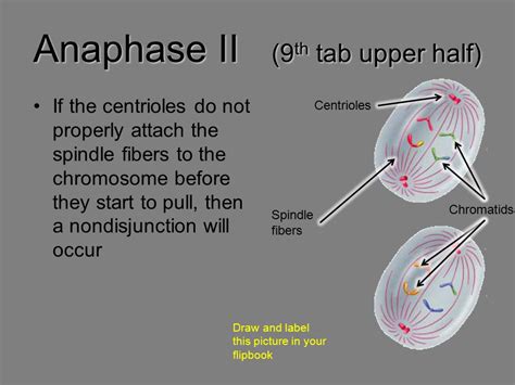 Anaphase 2 Labeled