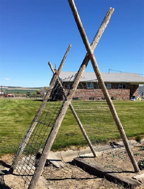 56 Cucumber Teepee Ideas Cucumber Trellis Garden Trellis Trellis