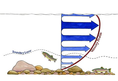 Book Excerpt Understanding Vertical And Horizontal Stratification In A River Orvis News