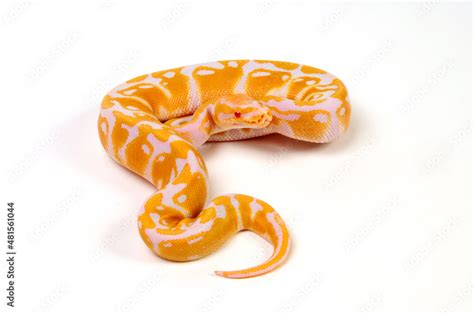 Foto De Ball Python Königspython Python Regius Albino Colour