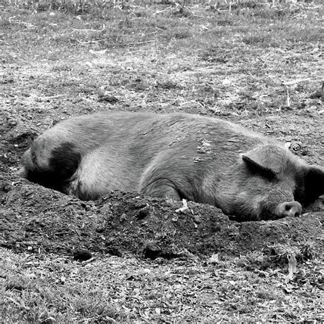Lazy Hog Photograph By Shawna Walker Fine Art America