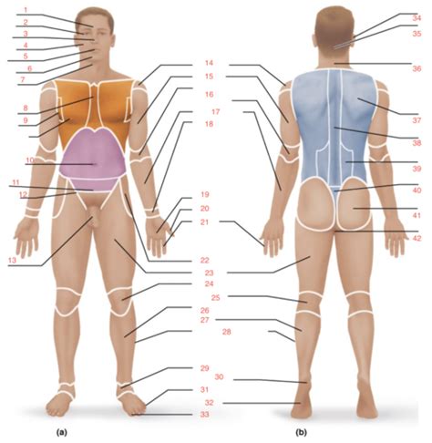A P Exam 1 Lab 1 Flashcards Quizlet