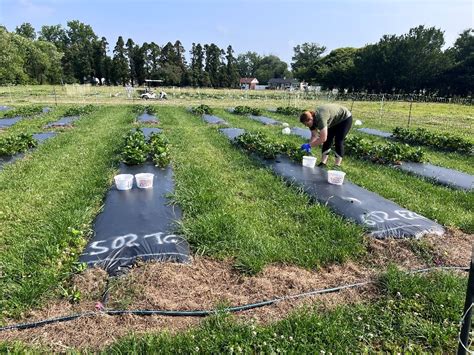 Minimal Impact From Biostimulant Product Use On Strawberry Crop Yield