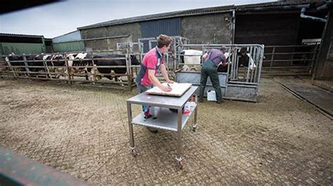 Skin Testing Bovine Tb Tb Hub