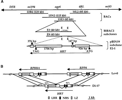 Hrt Mapping And Nucleotide Sequence Comparison Download Scientific
