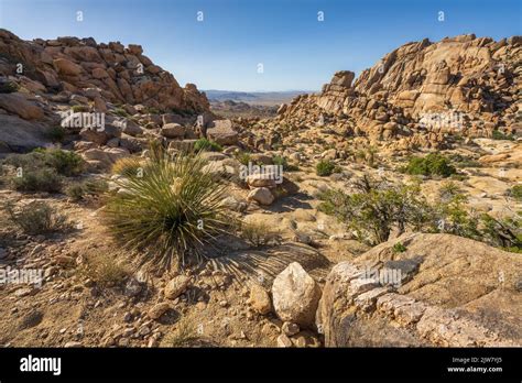 Hiking Maze Loop Trail In The Joshua Tree National Park In The Usa